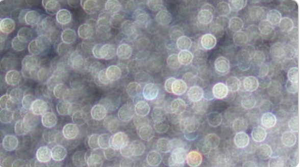 Multiverse – Phil Temples